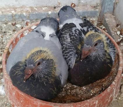 Stock Birds | Northern Gold Coast | Hudson Lofts